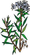 Csombor szó jelentése a WikiSzótár.hu szótárban